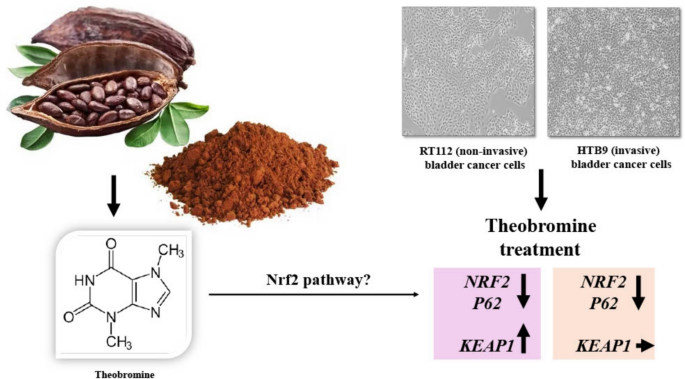 Theobromine as a molecular switch: targeting Nrf2 pathway in invasive ...