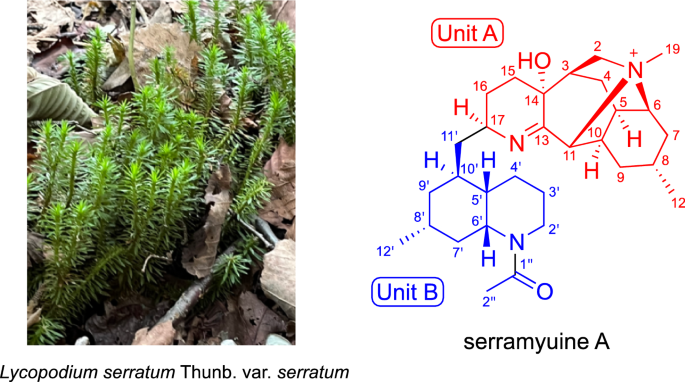 Serramyuines A–C, new skeletal C27N3-type Lycopodium alkaloids from ...