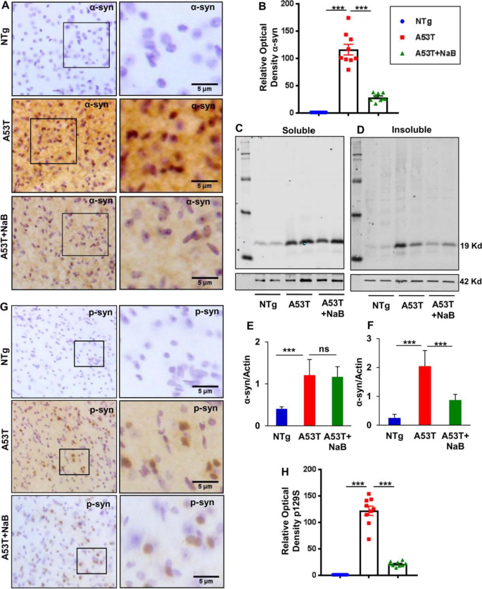 Correction: Reduction of Lewy Body Pathology by Oral Cinnamon | Journal ...