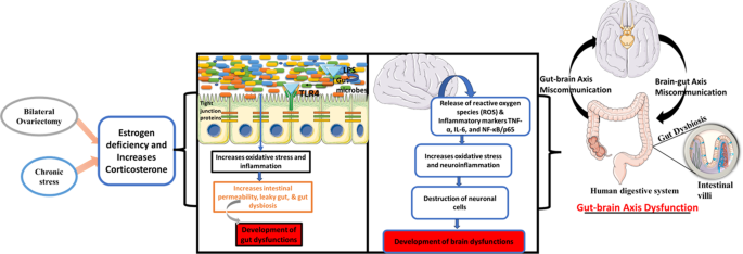 Gut Microbiota Dysbiosis and Neuroimmune Alterations in a ...