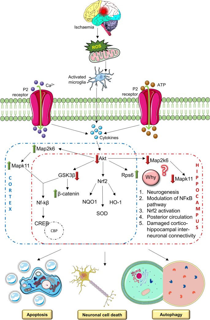 Differential Roles of Neuro-Inflammatory Regulator, MAPK11 in Cortex ...