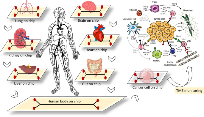 Cancer-on-chip: a breakthrough organ-on-a-chip technology in cancer ...