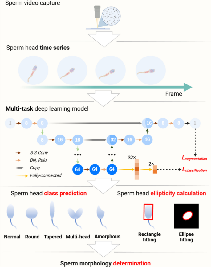Deep learning-based morphological analysis of human sperm | Medical & Biological Engineering ...