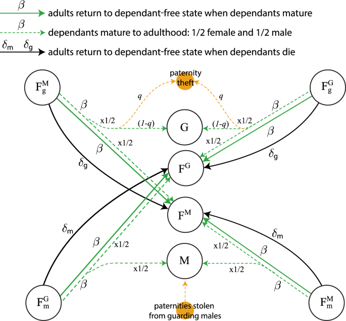 Evolution of Human Pair Bonds as a Consequence of Male-Biased Mating ...