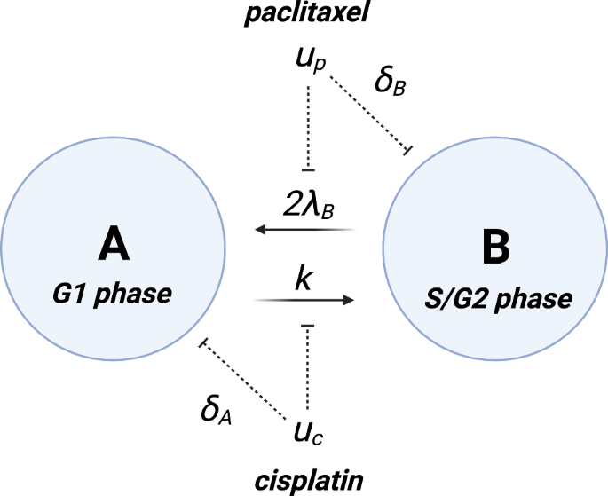 Optimal Control in Combination Therapy for Heterogeneous Cell ...