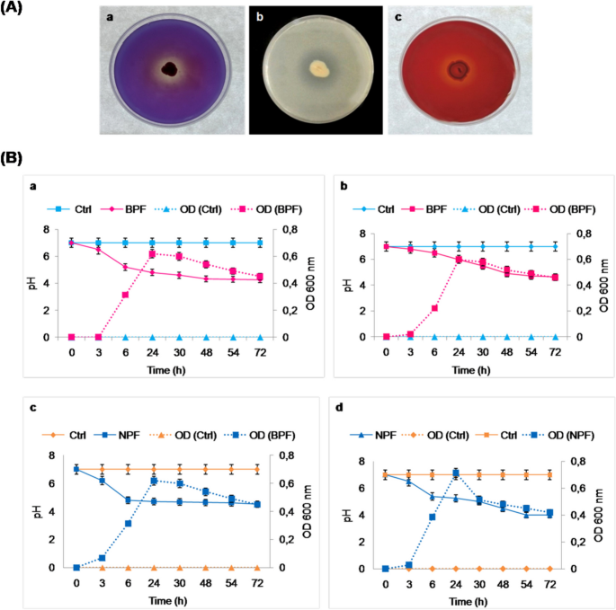Potato Growth Promotion Using an Ecological Phosphate Fertiliser ...