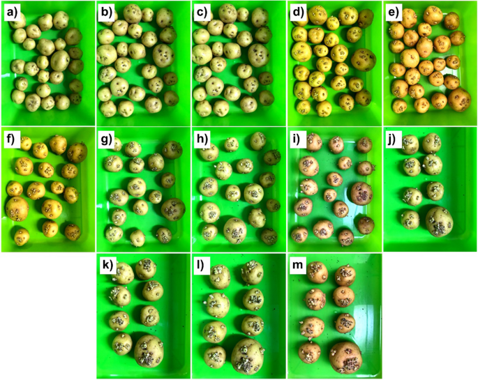 Influence of Germination Time on the Morphological, Structural ...