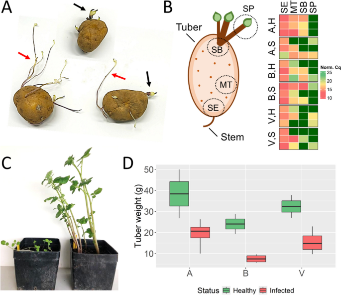 First Detection of Arsenophonus in Potato Crop in Switzerland: A Threat ...