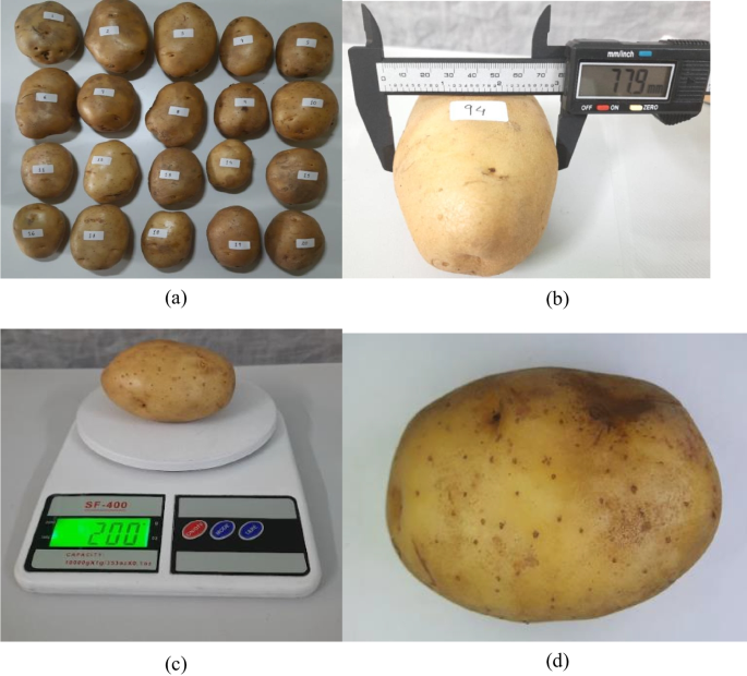 Image-Based Weight Estimation and Classification of Post-Harvested ...