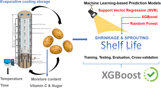 Leveraging Machine Learning to Predict Potato Shelf Life: A ...