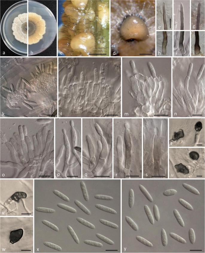 The Colletotrichum destructivum species complex in Korea, description ...