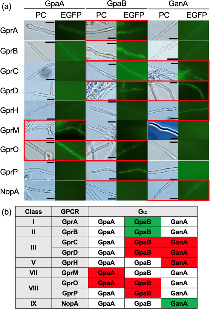Comprehensive analysis of interactions between G protein-coupled ...