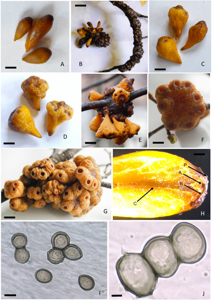 Re-examination of the Southern Hemisphere edible genus Cyttaria ...