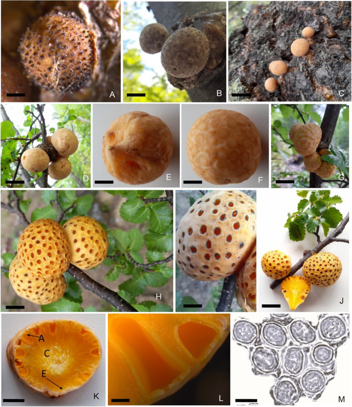 Re-examination of the Southern Hemisphere edible genus Cyttaria ...