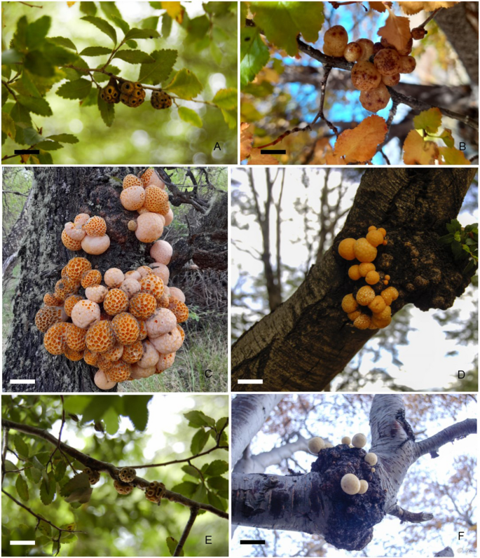 Re-examination of the Southern Hemisphere edible genus Cyttaria ...