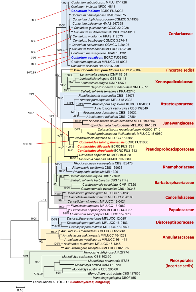 Conlarioidea gen. nov.: a new monodictys-like genus with three cryptic ...