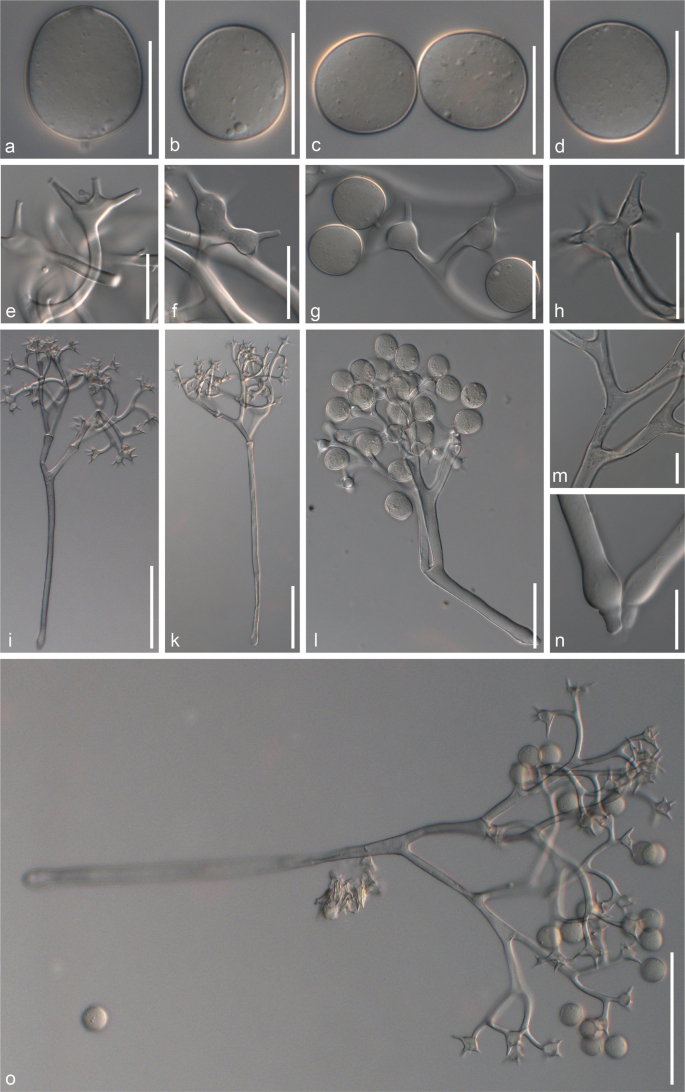 Novel insights into Bremia diversity on hawksbeards (Crepis spp ...
