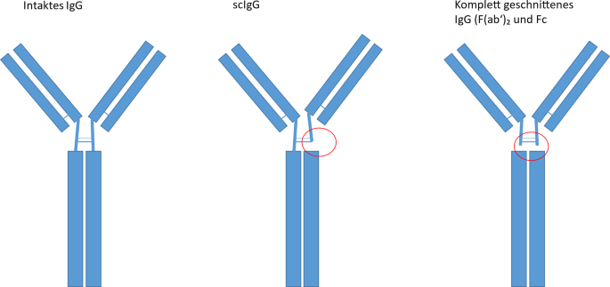 Imlifidase – eine neue Option in der Transplantation | Die Nephrologie