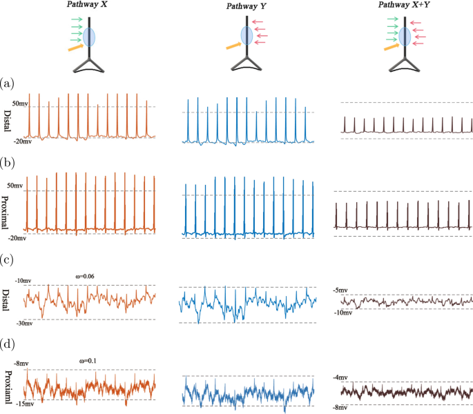 Regulation of XOR function of reduced human L2/3 pyramidal neurons ...