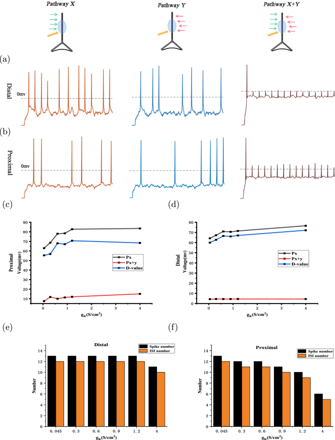 Regulation of XOR function of reduced human L2/3 pyramidal neurons ...