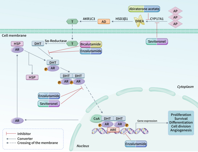 Current Status and Advances in Anti-Androgen Therapy for Triple ...
