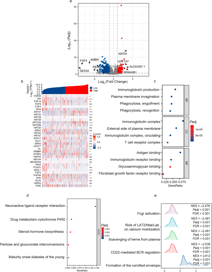 TM4SF1 as a Prognostic Biomarker and Therapeutic Target in Cervical ...