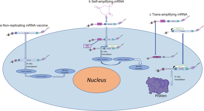 Development of mRNA Cancer Vaccines: Delivery Strategies and ...