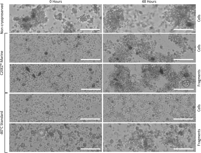 Novel use of a − 20°C cryoprotectant yields high viability and improved ...