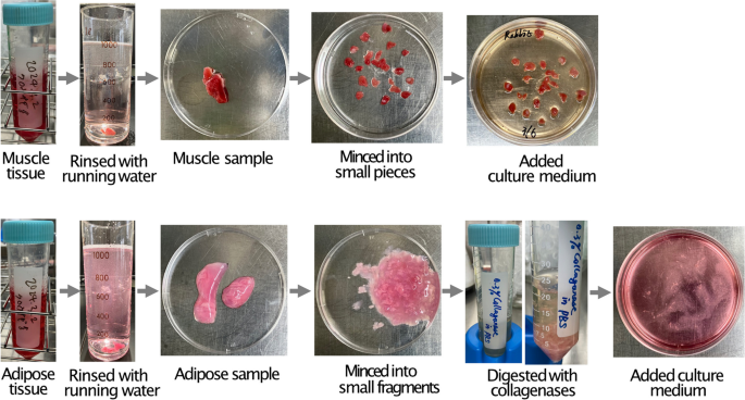 Adipose-derived cells surpass muscle-derived cells in primary cell ...