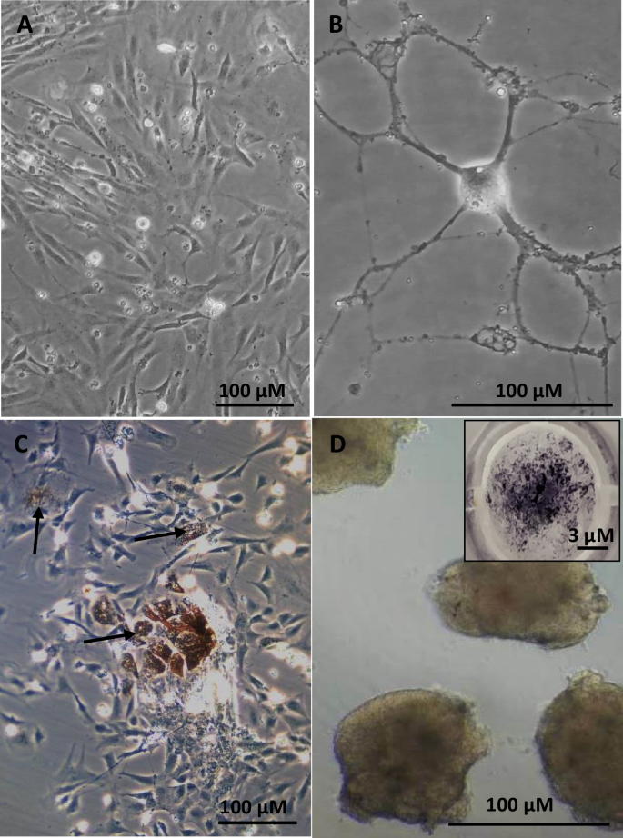 Pluripotent cells derived from 50% epiboly zebrafish embryos | In Vitro ...