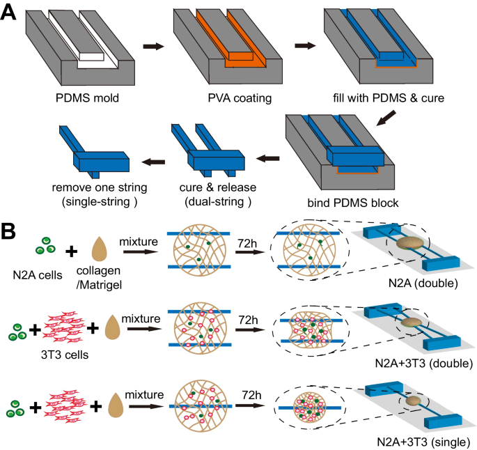 Mechanical regulation of N2A neural cell behavior by microtissue ...