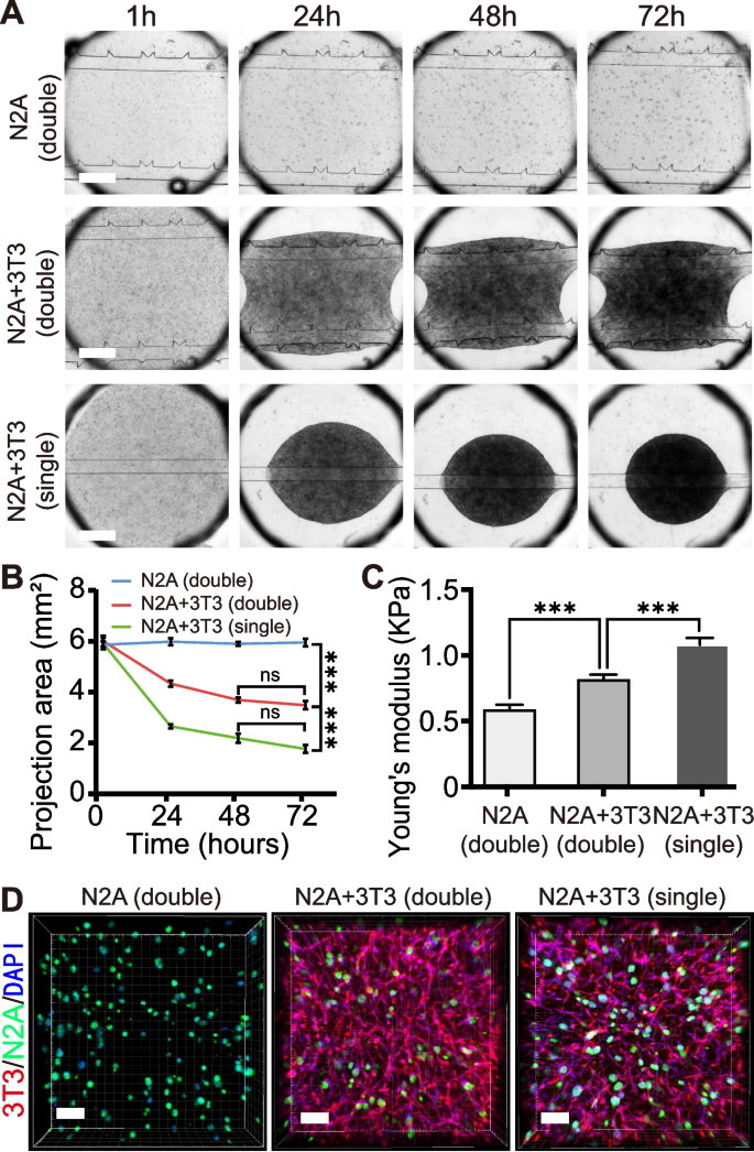 Mechanical regulation of N2A neural cell behavior by microtissue ...
