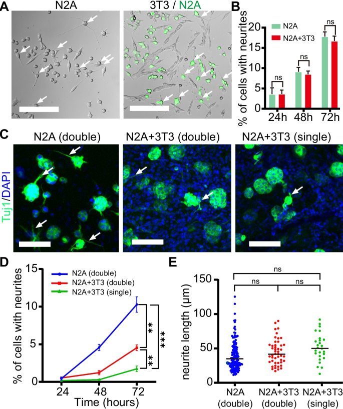 Mechanical regulation of N2A neural cell behavior by microtissue ...