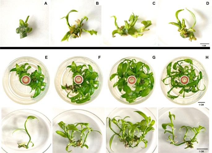 Effect of meta-topolin on the in vitro propagation of Vanilla ...