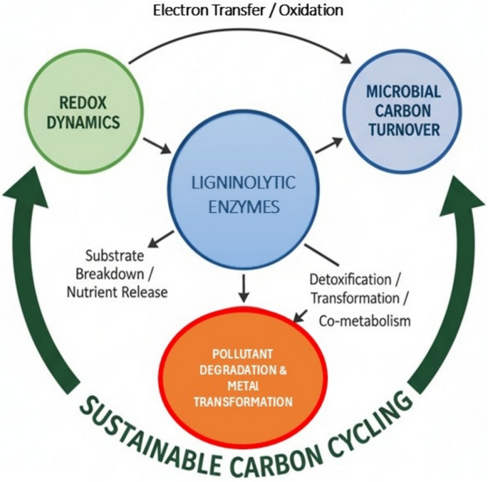 Ligninolytic enzymes as biogeochemical catalysts: distribution, redox ...