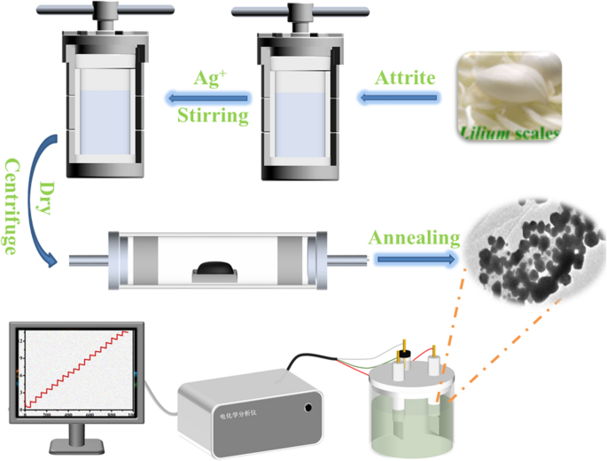 Green Hydrothermal Preparation of Ag-CP Nanocomposites with Lily Bulbs ...