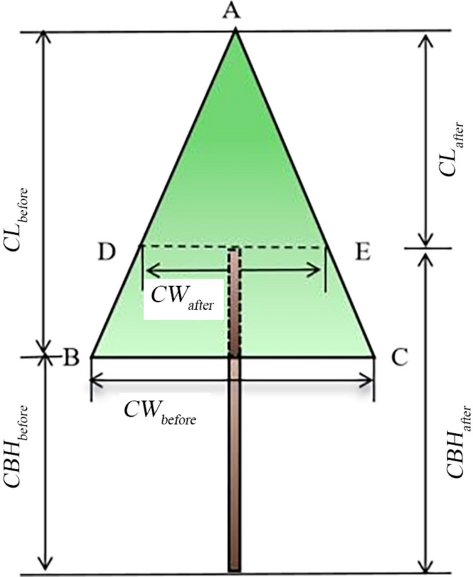 Evaluation and regulation strategies for stand vigour based on crown ...