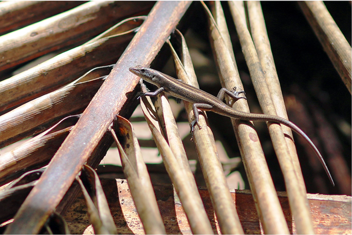 A New Isosporan (Apicomplexa: Eimeriidae) from the Pacific Blue-Tailed ...