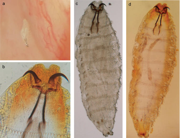 First Molecular Diagnosis of Oestrus ovis (Linnaeus, 1758) Larvae ...