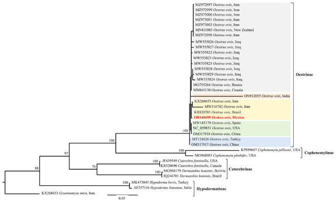 First Molecular Diagnosis of Oestrus ovis (Linnaeus, 1758) Larvae ...