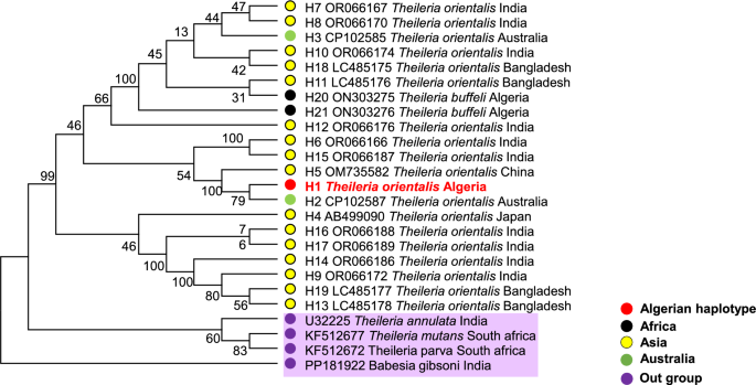 Investigation of Theileria spp. in Livestock in Northern Algeria and ...
