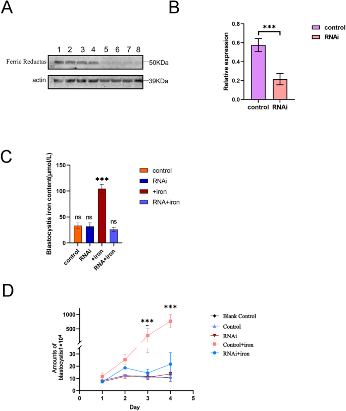 Ferric Reductase is a Key Factor in Regulating Iron Absorption by ...