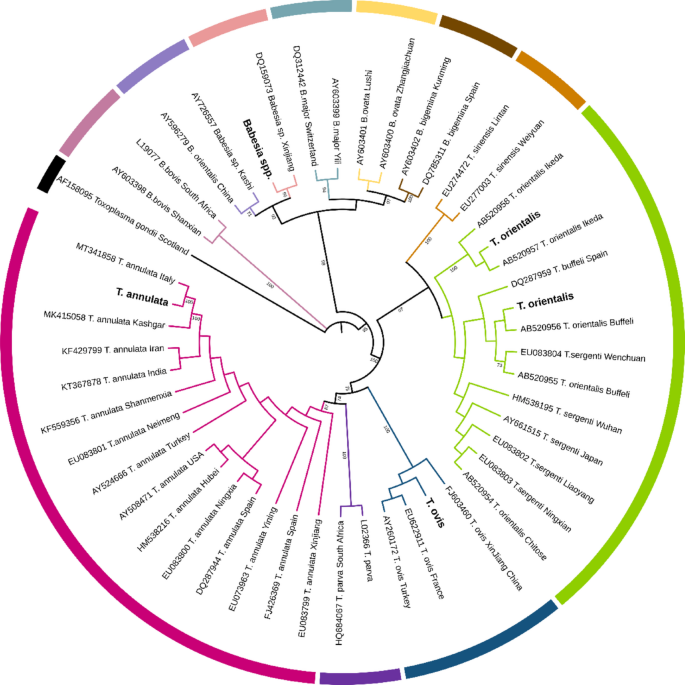 Detection of Theileria and Babesia Species in Blood Samples Collected ...