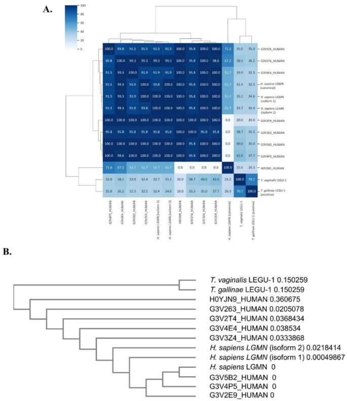 Comparing the Interactions of Trichomonas vaginalis/gallinae Legumain ...