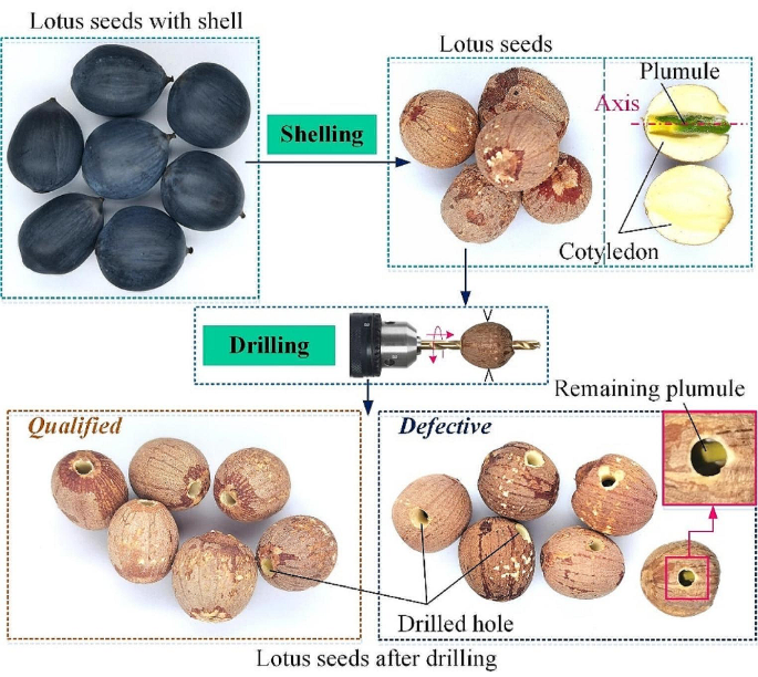 AudioLS: an intelligent sorting method for drilled lotus seeds based on air jet impact acoustic ...