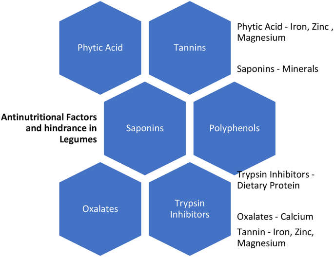 Unlocking the potential of underutilized legumes: nutritional benefits ...