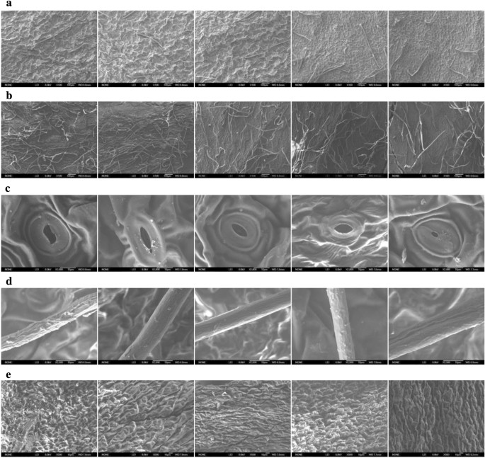 Generalized model of catechins and microstructure study in the ...