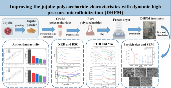 Improving the jujube polysaccharide characteristics with dynamic high ...