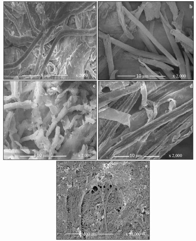 High-intensity ultrasound and mechanical homogenization for extracting ...