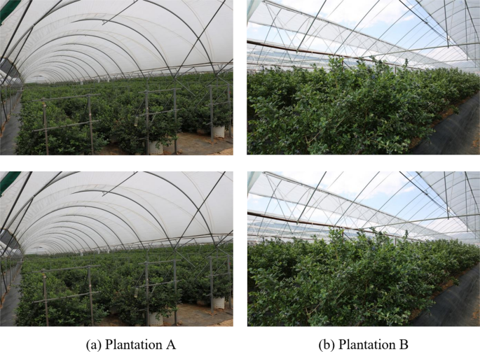 Blueberry regional ripeness detection based on an improved YOLOv7tiny ...